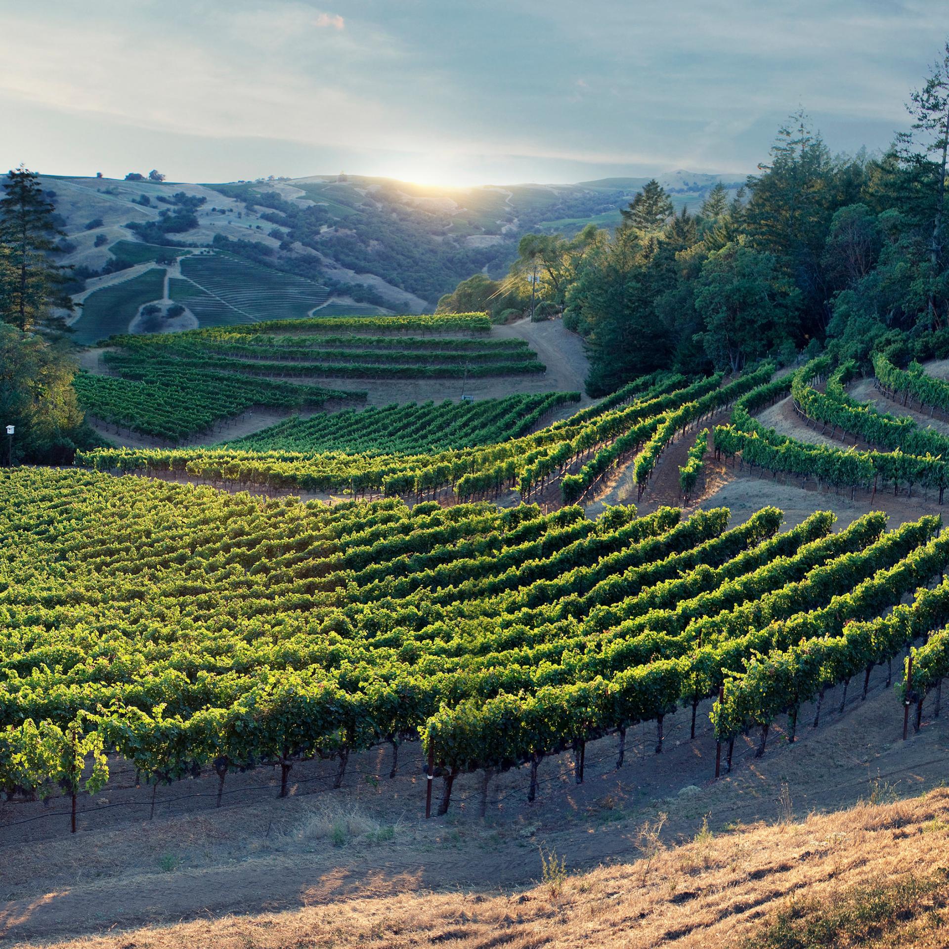 About the Club | Vigneron Collection Wine Club | Experience Wines of ...